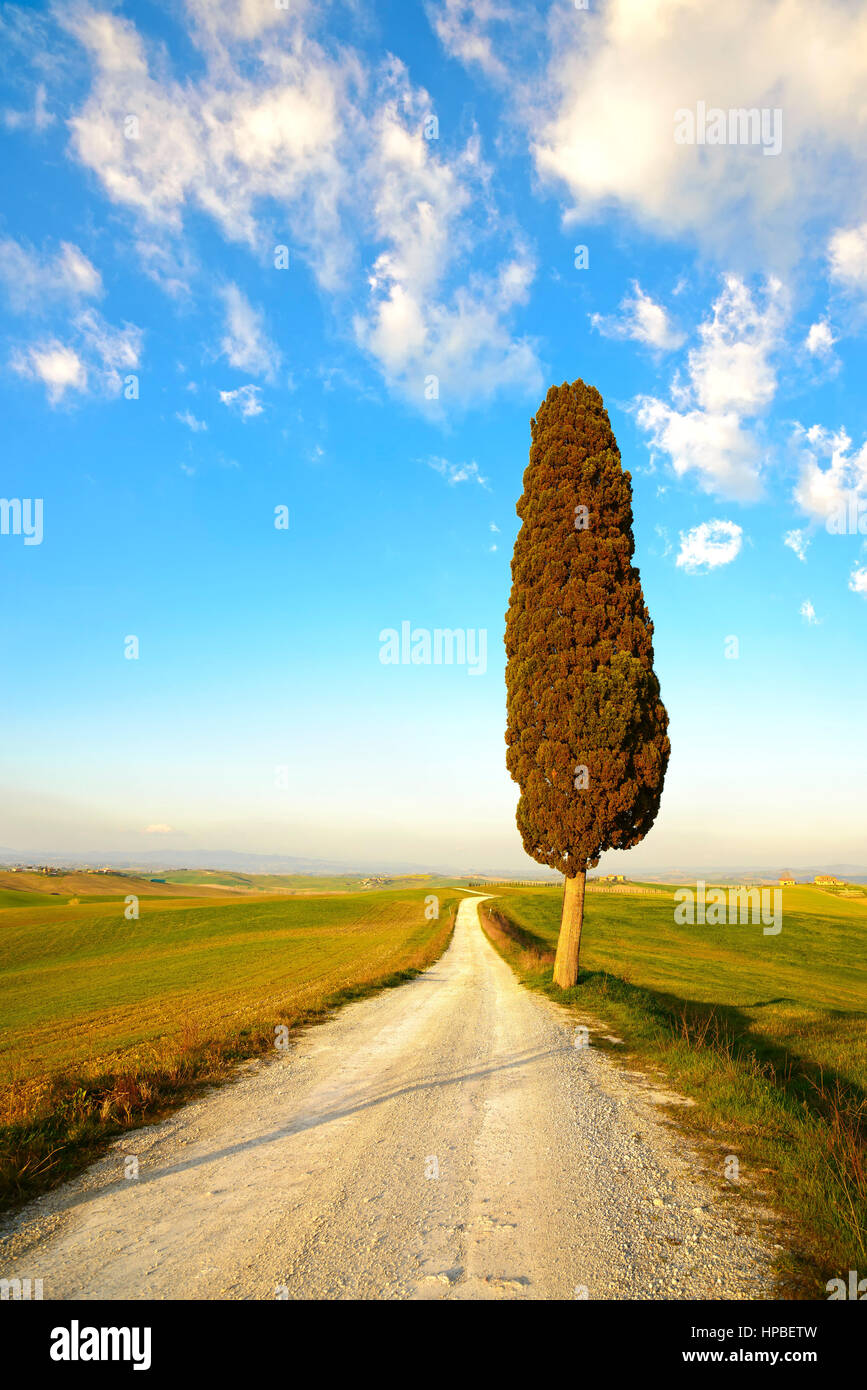 Tuscany, lonely cypress tree and white rural road on sunset. Siena ...