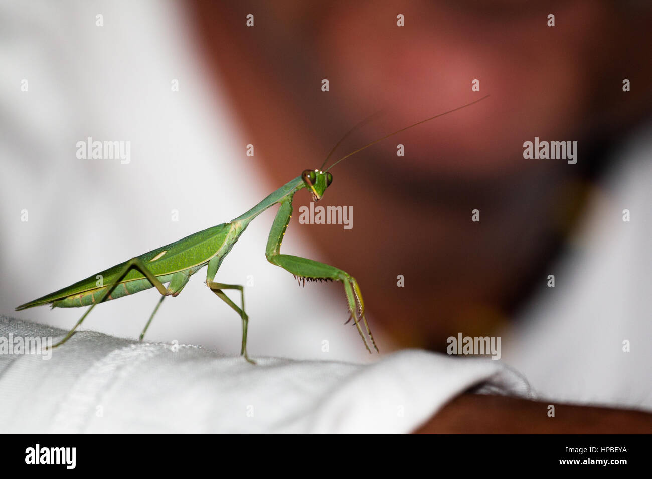 Praying mantis on a man's arm Stock Photo - Alamy