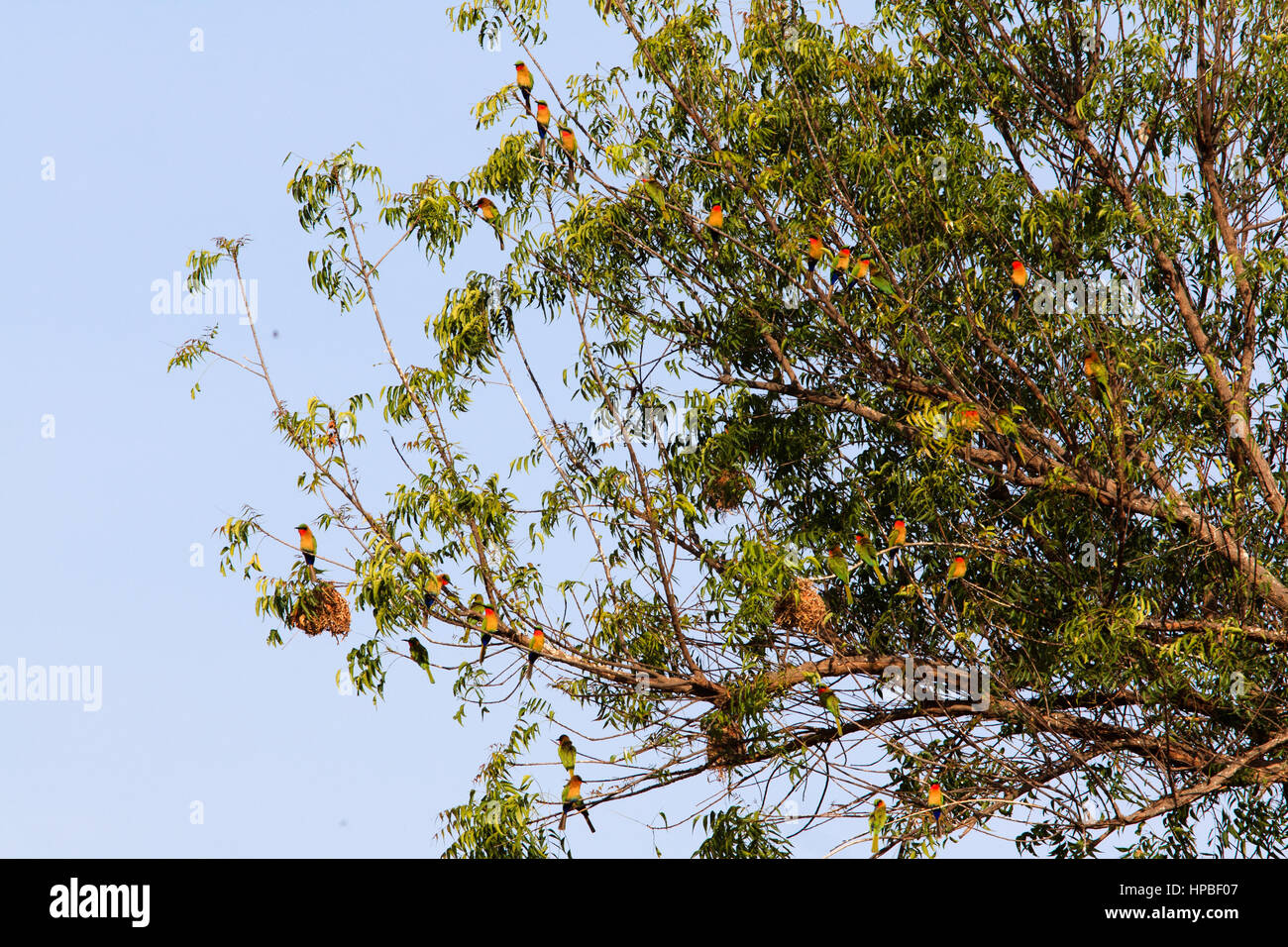 Red-throated bee-eaters (Merops bulocki) in a tree at their nesting ...
