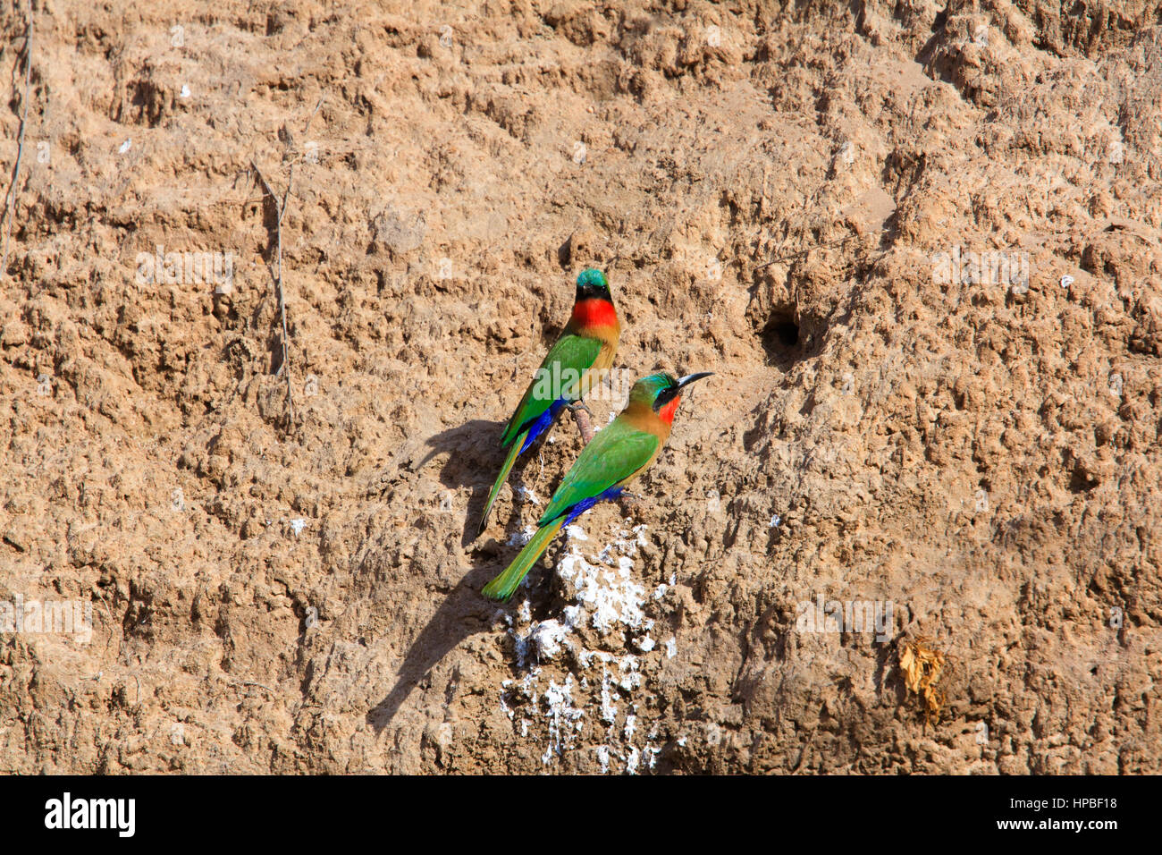 Red-throated bee-eaters (Merops bulocki) at their burrows in a mud ...
