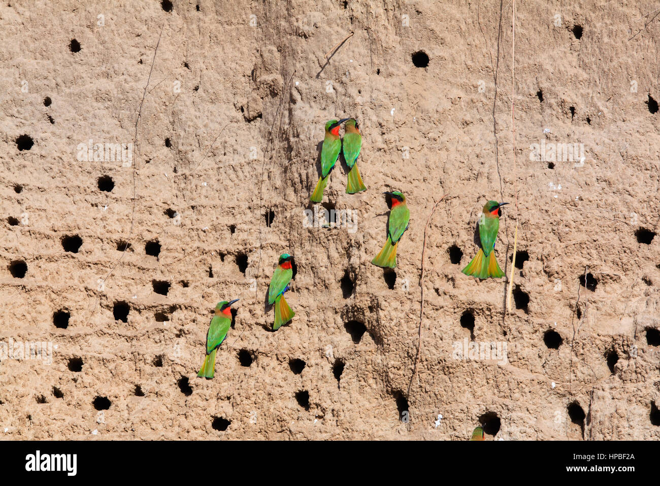 Red-throated bee-eaters (Merops bulocki) at their burrows in a mud ...