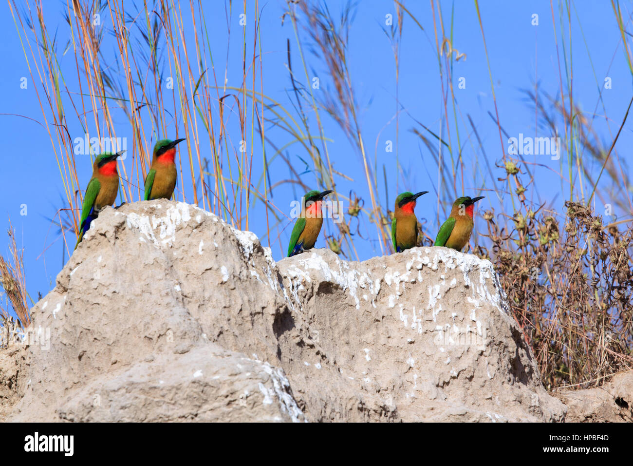 Red-throated bee-eaters (Merops bulocki) at their nesting site in The ...