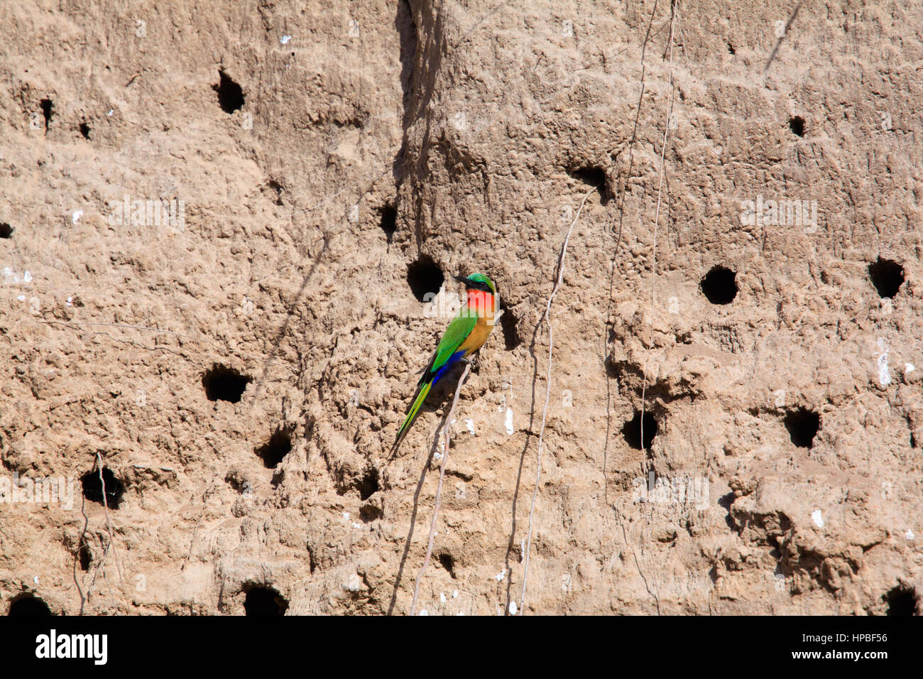Red-throated bee-eaters (Merops bulocki) at their burrows in a mud ...