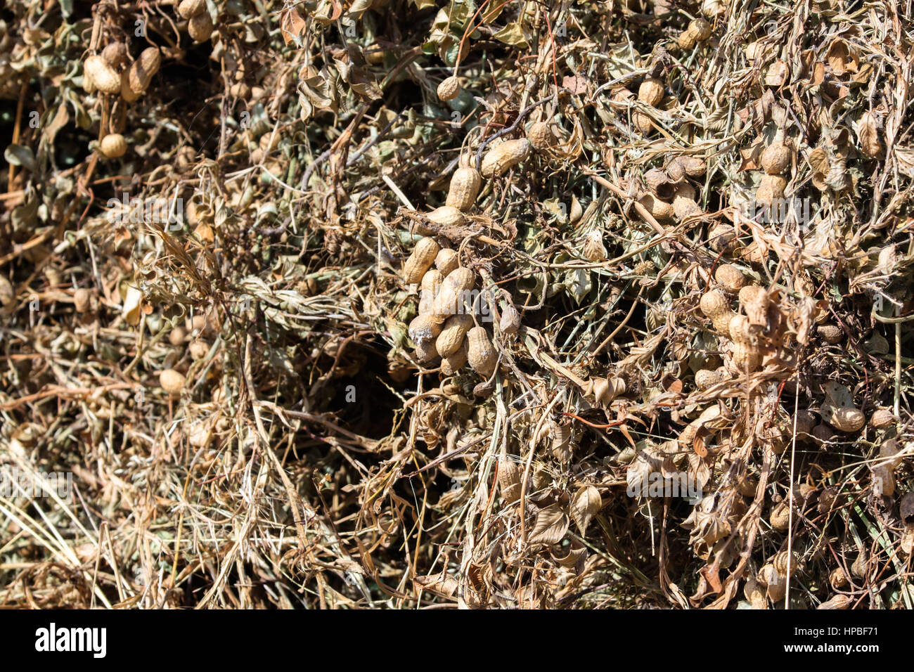 Monkey nuts hi-res stock photography and images - Alamy