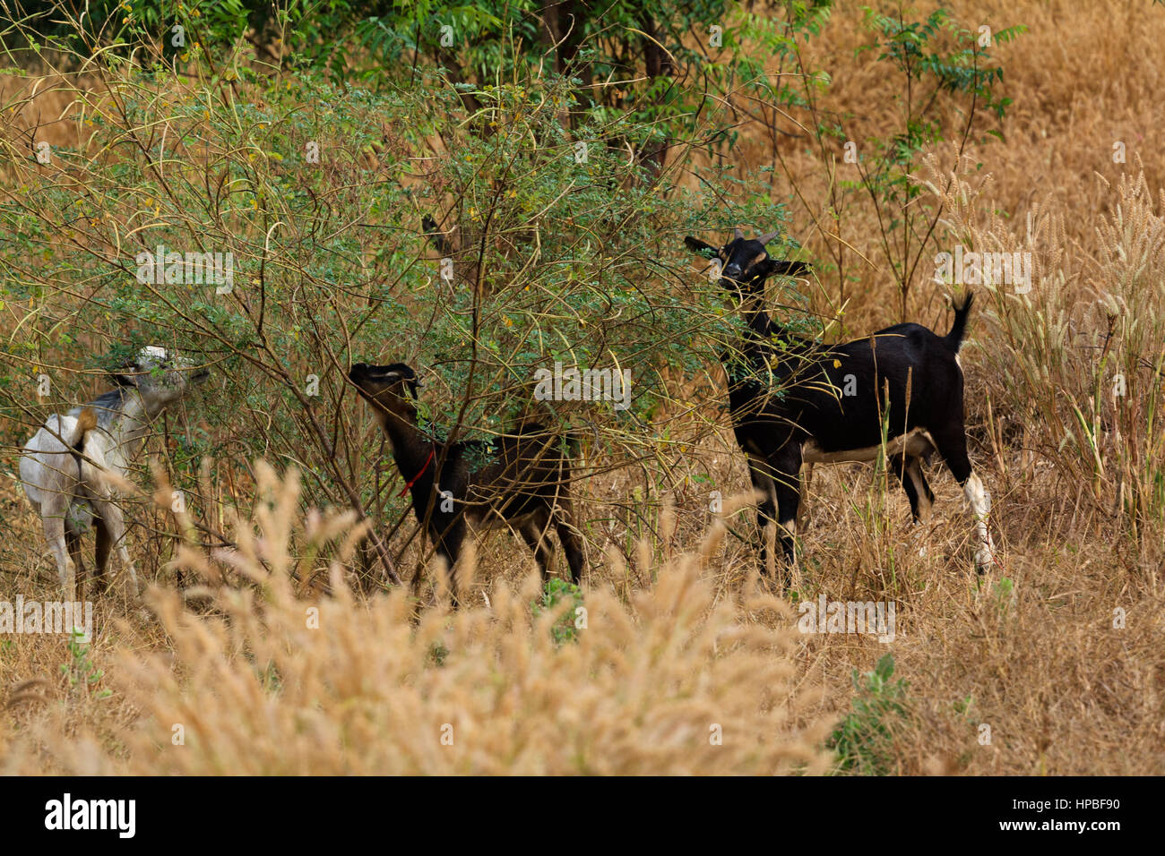 Goats browsing in the Gambia Stock Photo - Alamy