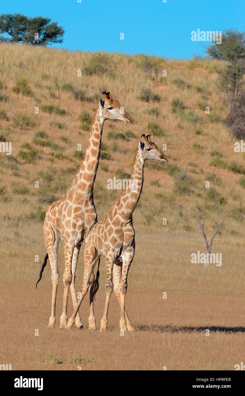 Lateral position hi-res stock photography and images - Alamy