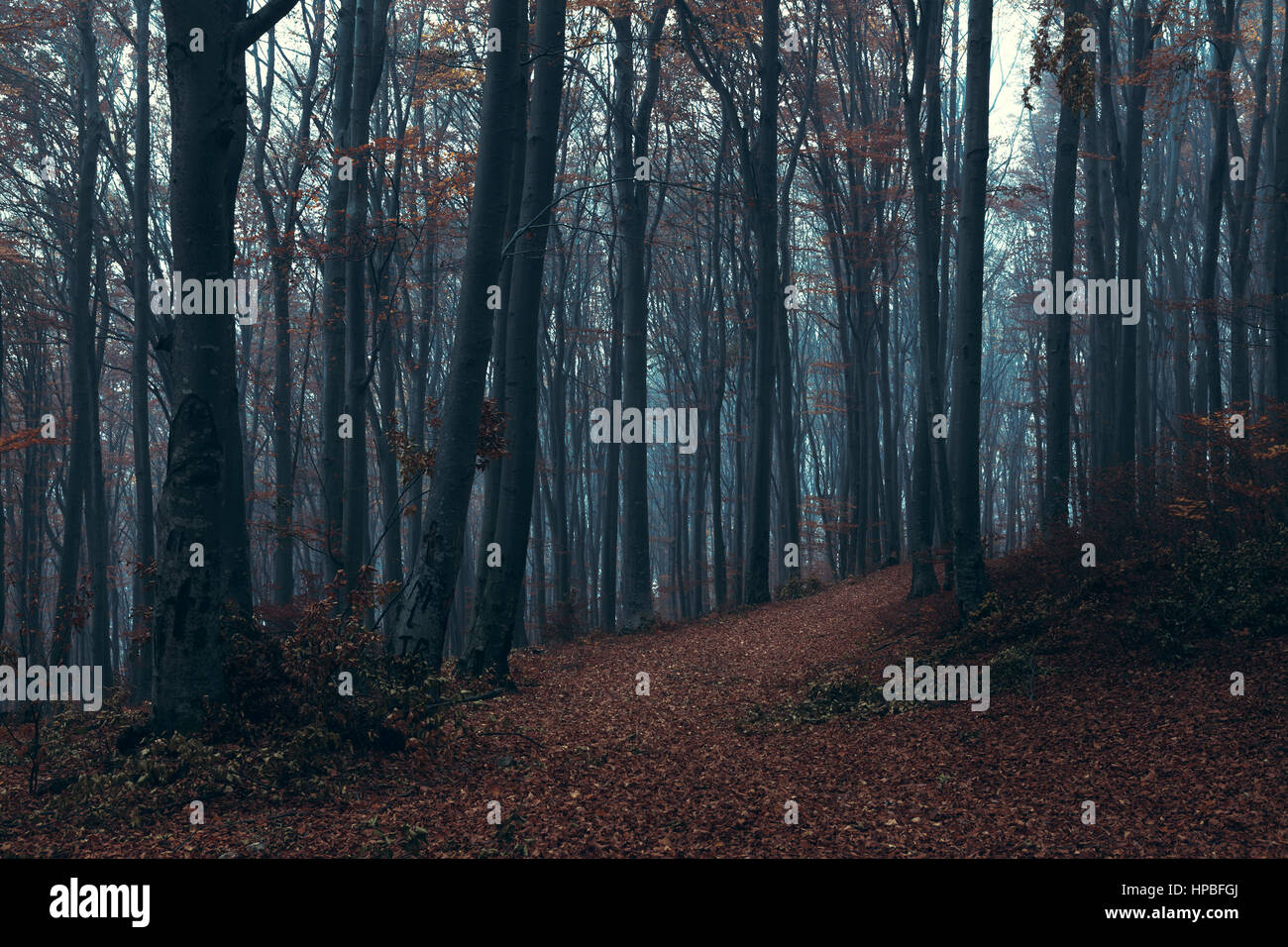 Dark foggy forest trail with a creepy look Stock Photo - Alamy
