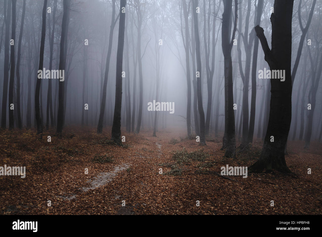 Dark foggy forest trail with a creepy look Stock Photo - Alamy