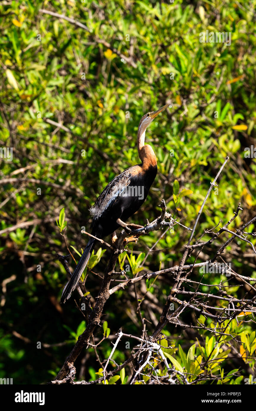 African darter, Anhinga rufa, perched in mangroves on the River Gambia ...
