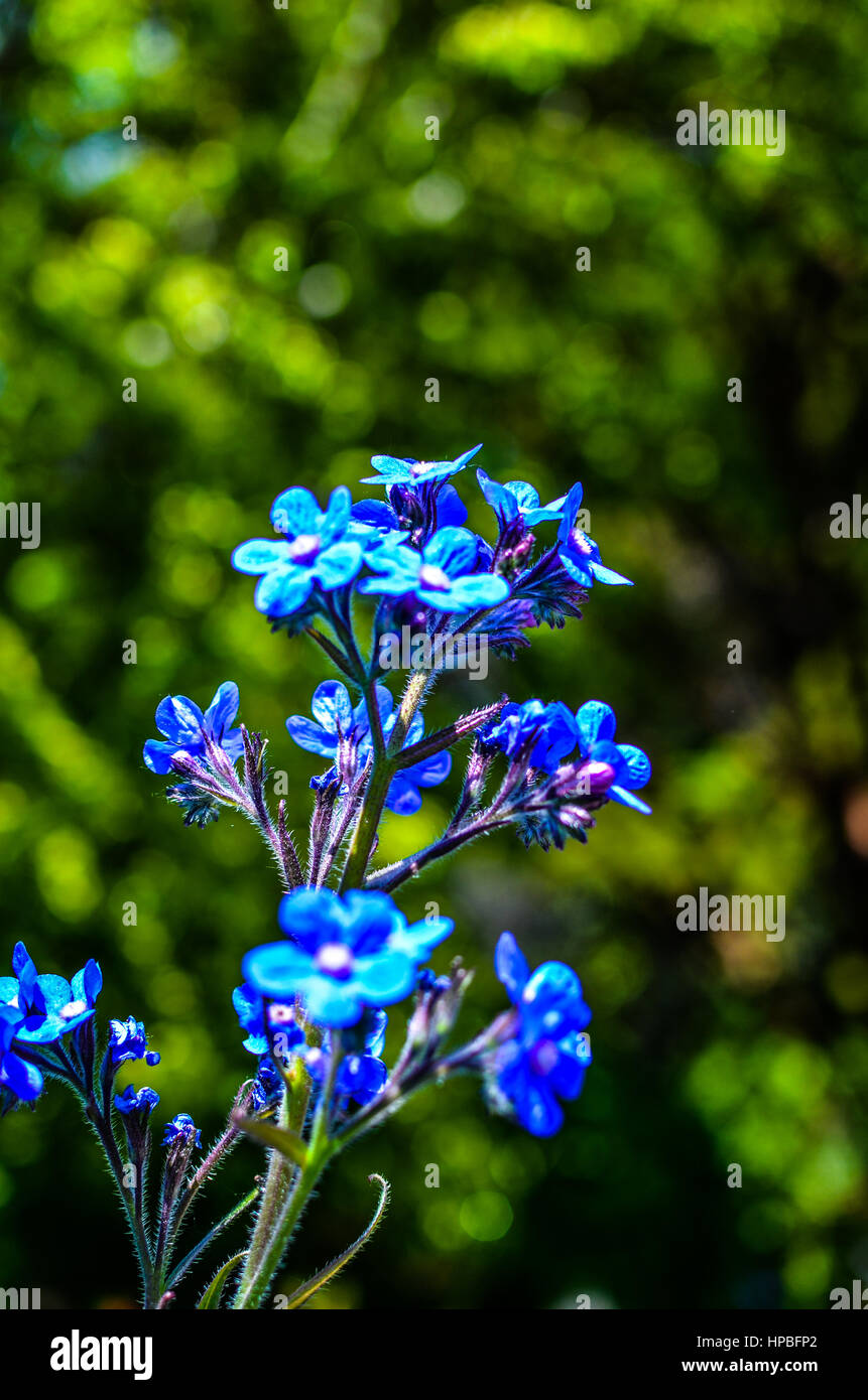 Close up of blue flowers Stock Photo - Alamy
