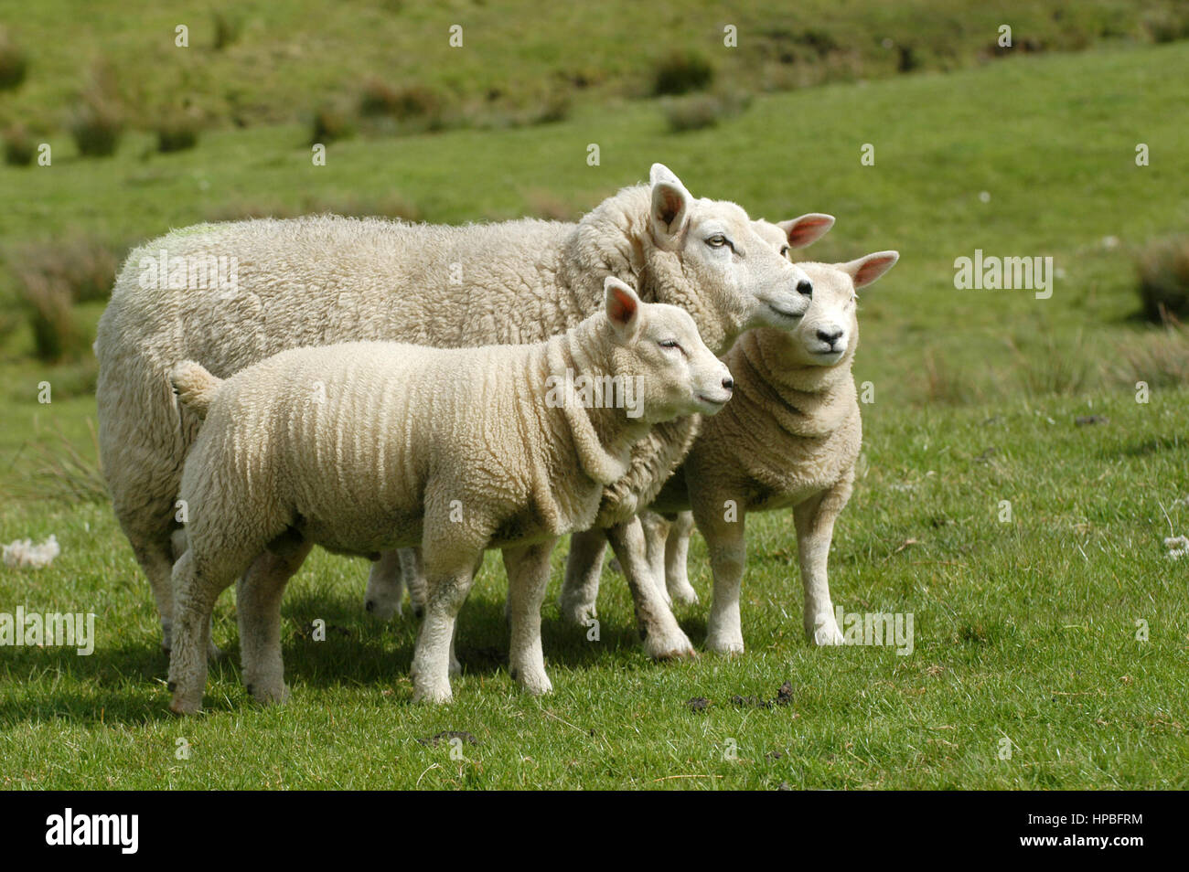 Mummy sheep hi-res stock photography and images - Alamy