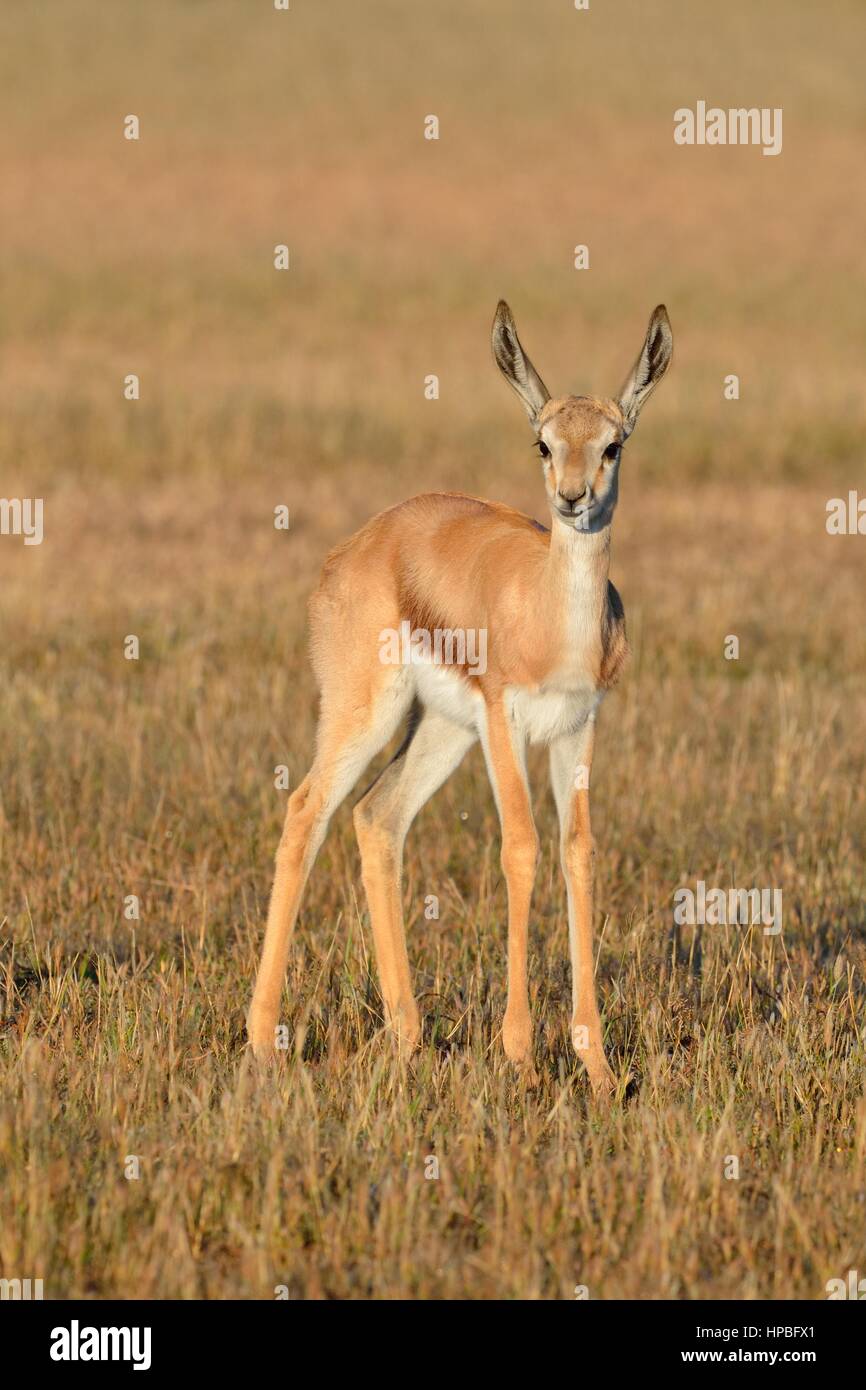 Young springbok (Antidorcas marsupialis), standing in meadow, alert ...
