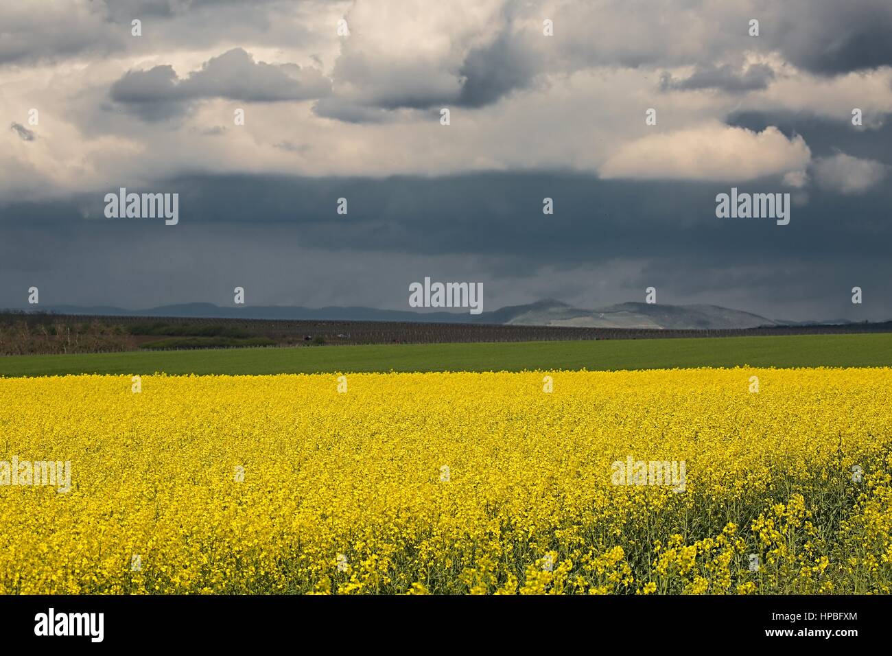 Rapeseed field landscape Stock Photo - Alamy
