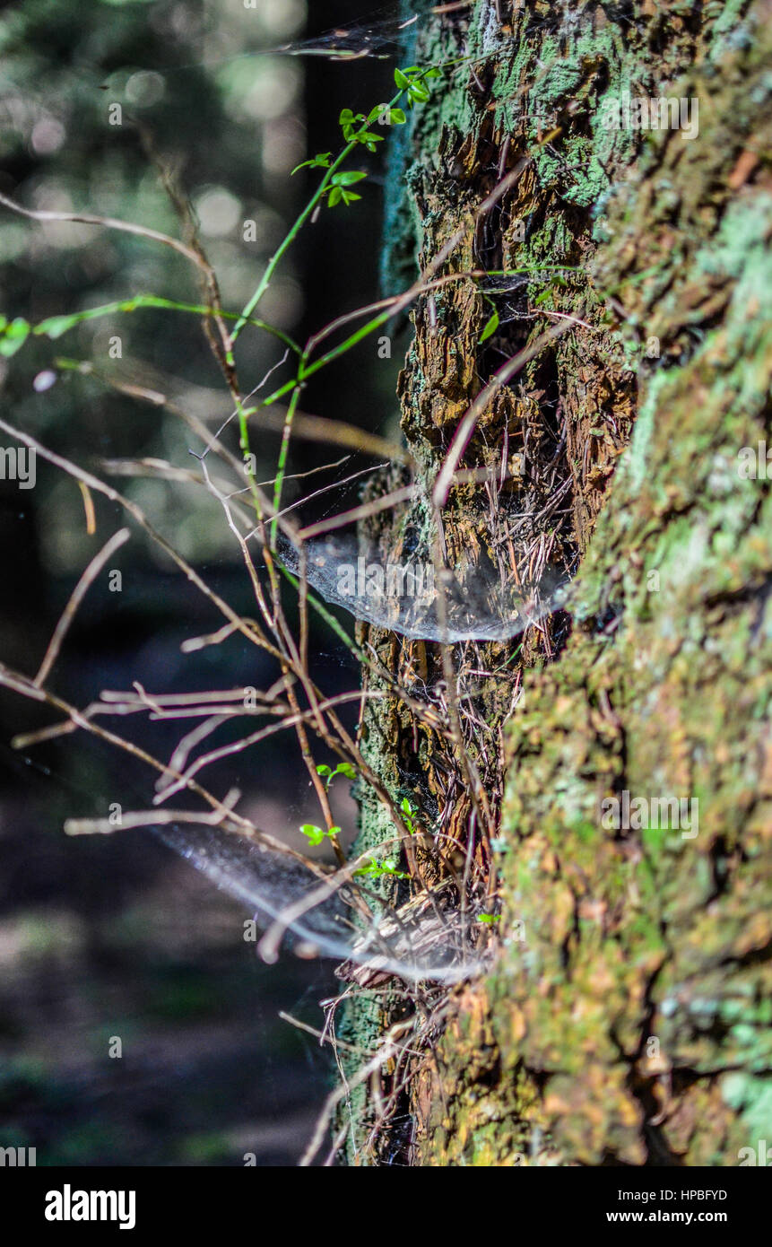 Sun shining through spider web on a tree at Pacific Spirit Provincial ...