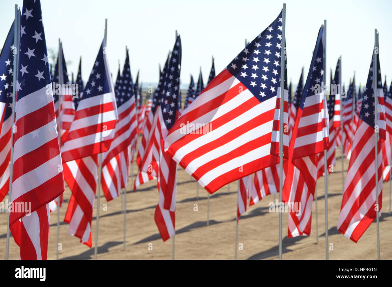 American Flags on Veterans Day and Memorial Day Stock Photo - Alamy
