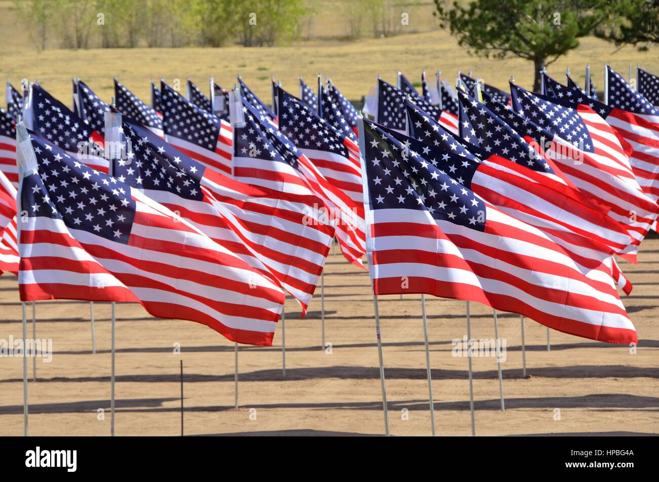 American Flags on Veteran's Day and Memorial Day Stock Photo - Alamy