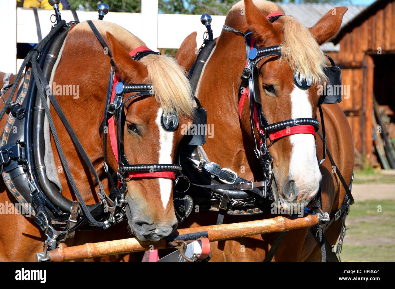 Draft Horses Running Stock Photos & Draft Horses Running Stock Images ...