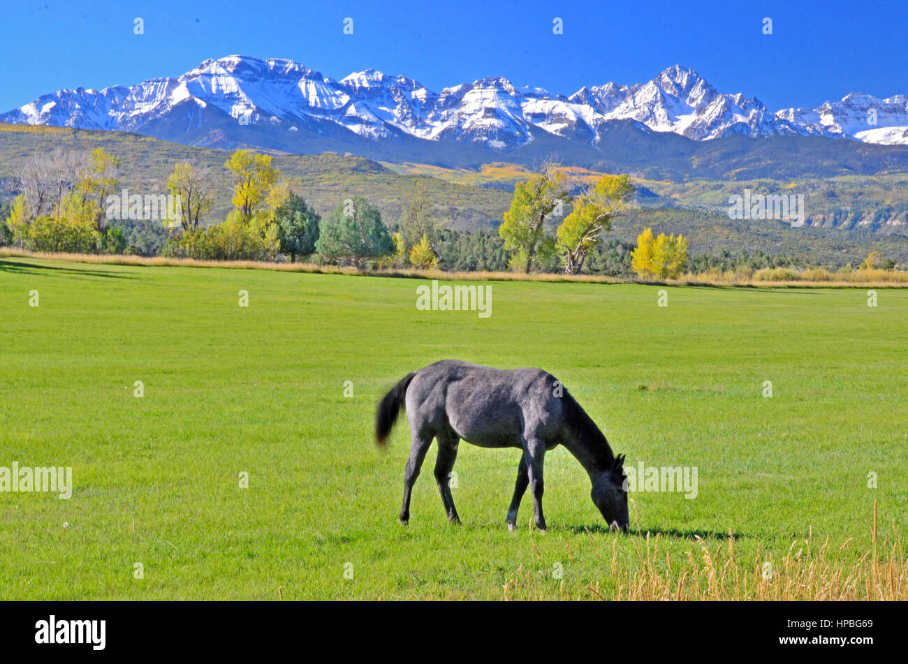 Horse Grazing in Colorado Stock Photo - Alamy