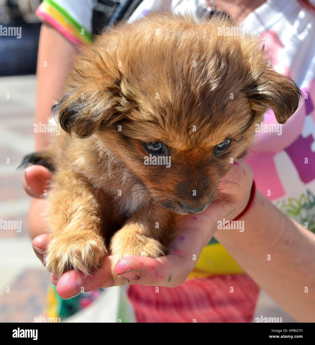 Cute baby dog breeds hi-res stock photography and images - Alamy