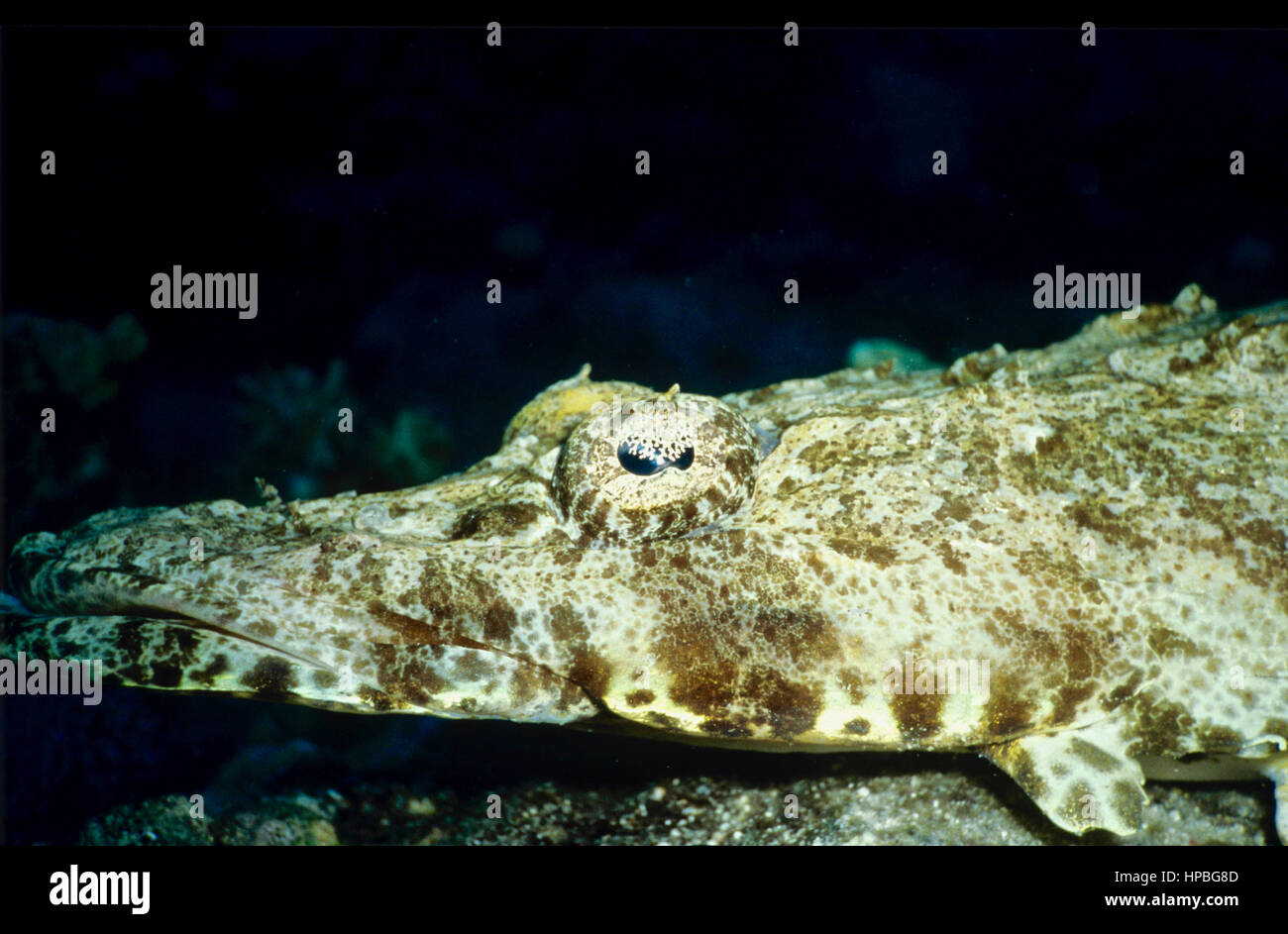 Longiceps hi-res stock photography and images - Alamy