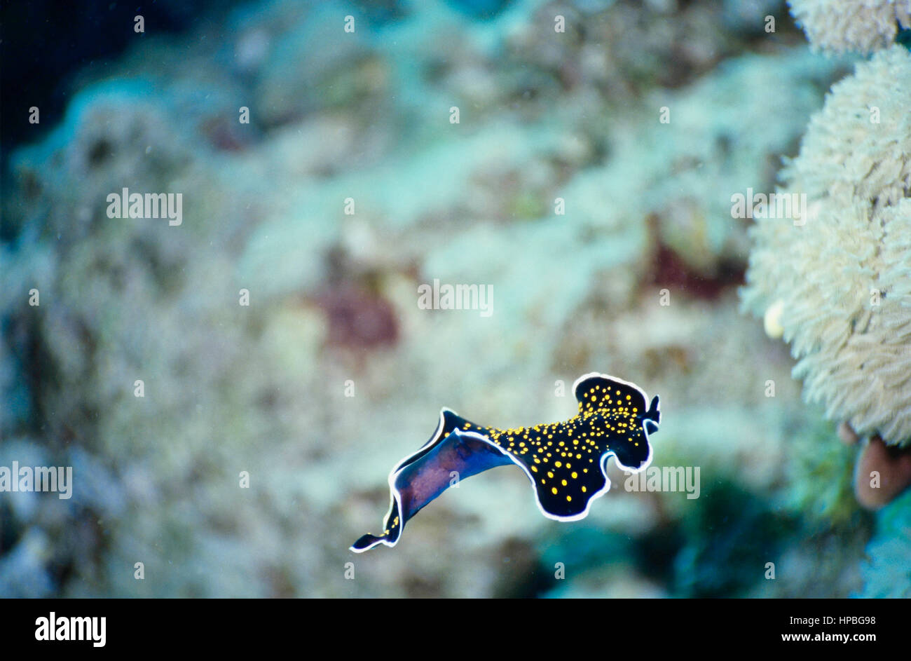 Yellow spot flatworm hi-res stock photography and images - Alamy