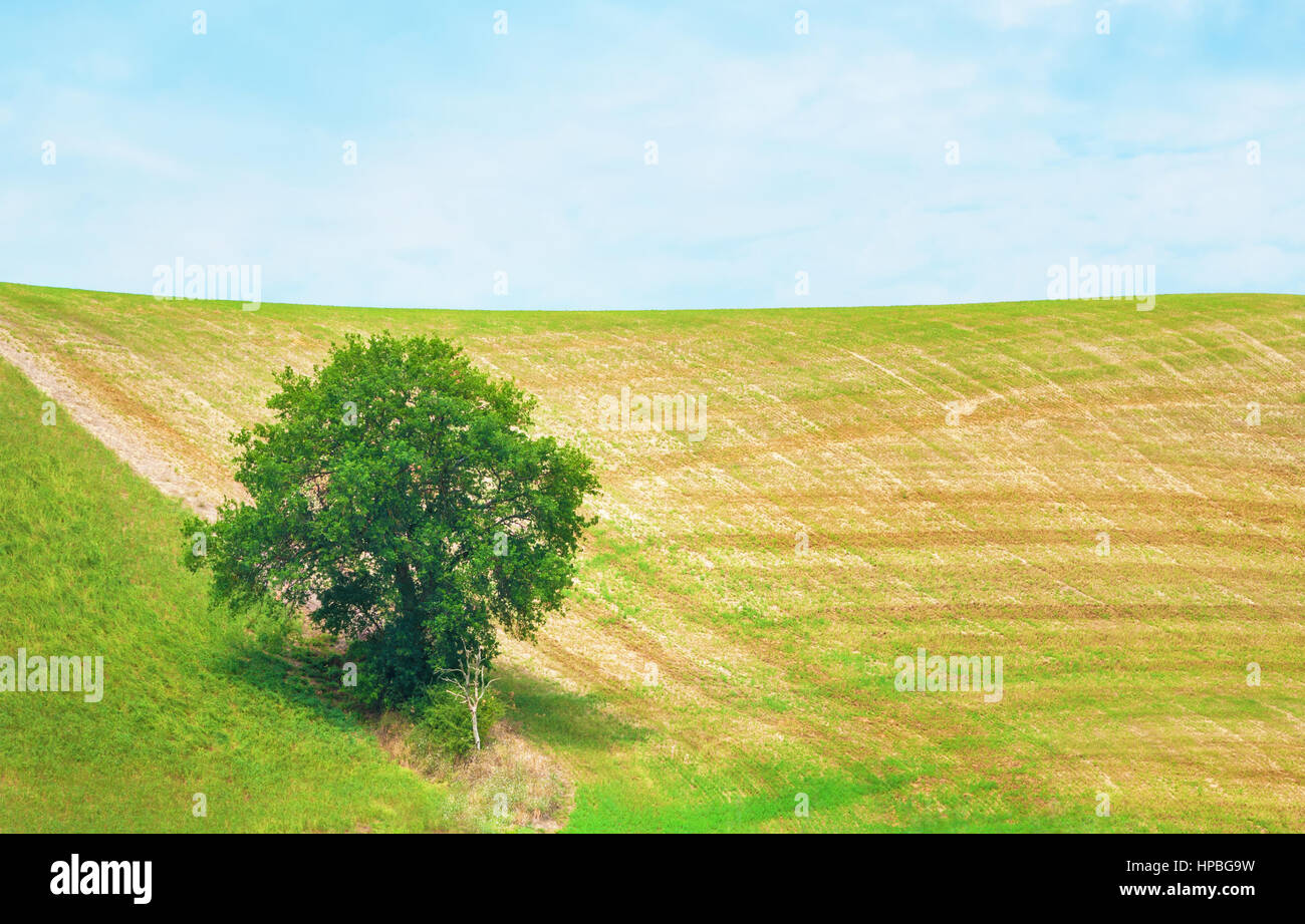 Hillside tree hi-res stock photography and images - Alamy