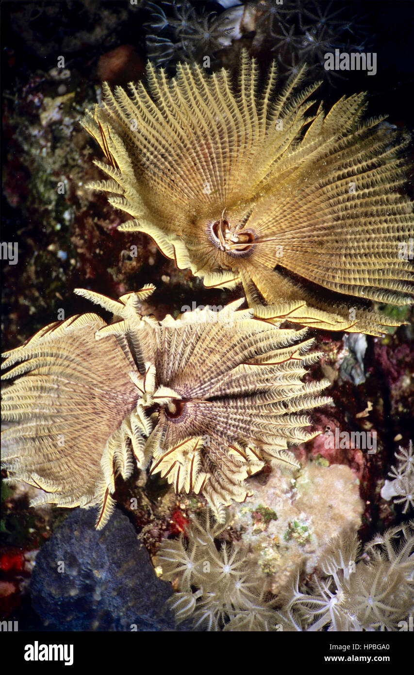 A pair of polychaete tubeworms (Sabellastarte indica). If they detect ...