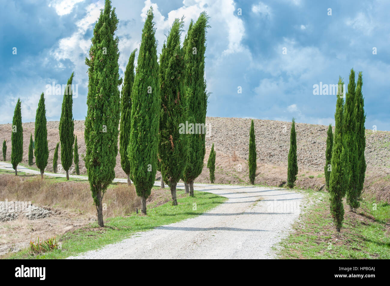 Italian cypress tree hi-res stock photography and images - Alamy
