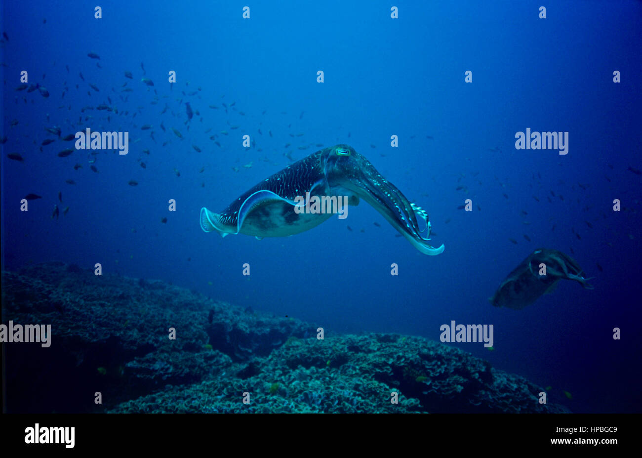 Hooded cuttlefish (Sepia prashadi): a lucky photograph during a late ...