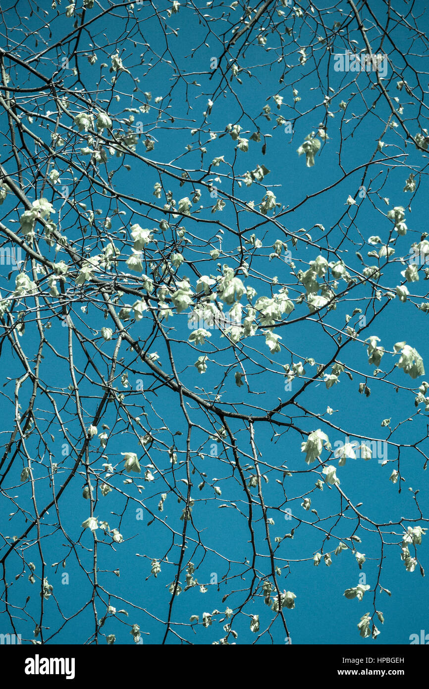 Leafing plant hi-res stock photography and images - Alamy