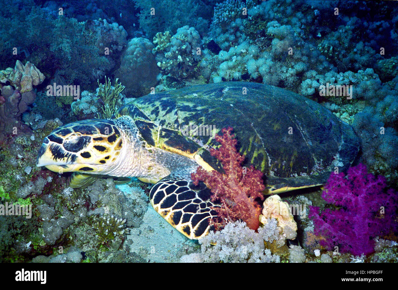 A critically endangered hawksbill sea turtle hi-res stock photography ...