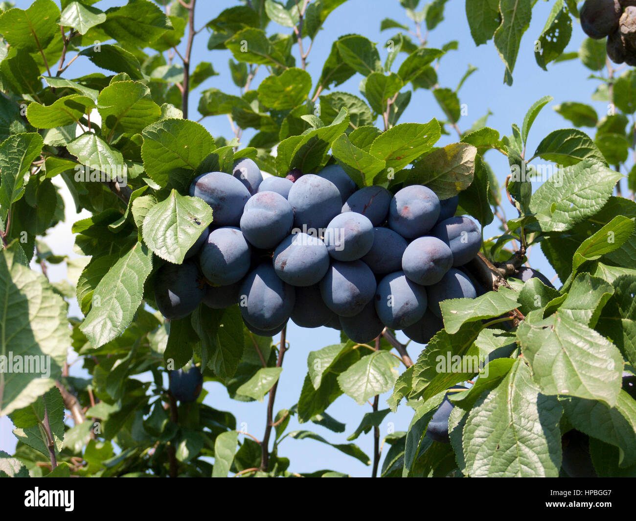American plum tree hi-res stock photography and images - Alamy