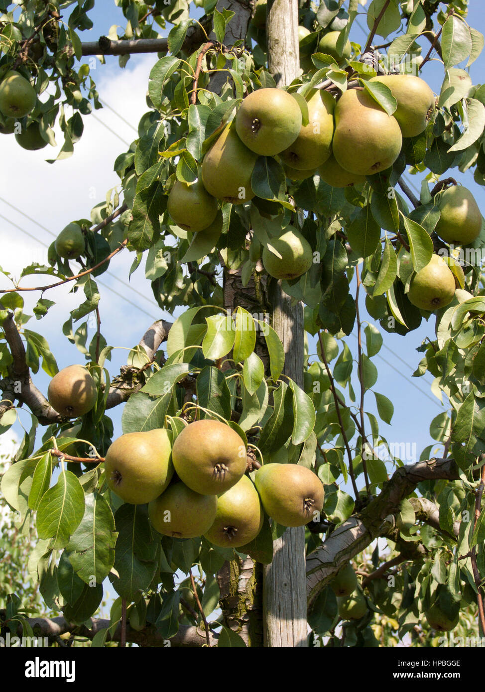 Pears on pear tree hi-res stock photography and images - Alamy