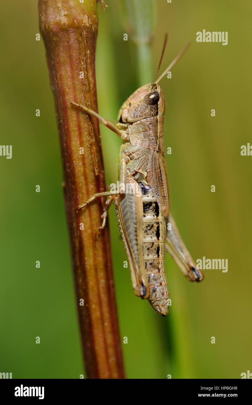 Insects orthoptera hi-res stock photography and images - Alamy
