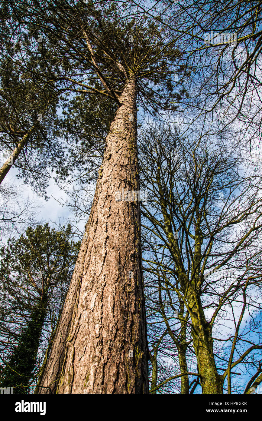 climbing high forest tall Stock Photo - Alamy