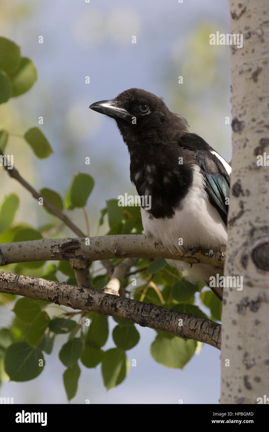 Black-billed magpie sitting on trembling aspen tree branch Stock Photo ...