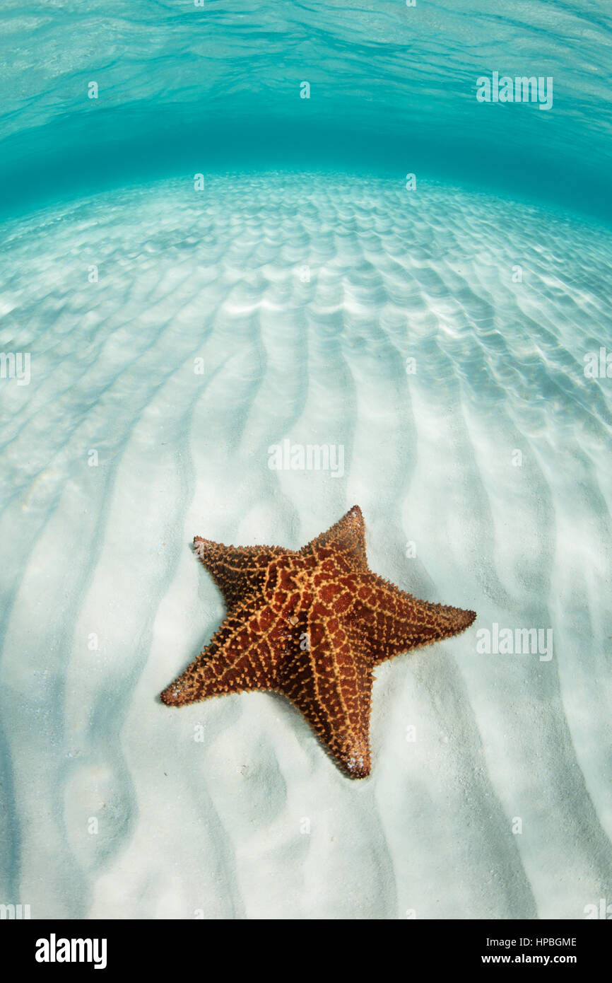 West indian starfish hi-res stock photography and images - Alamy