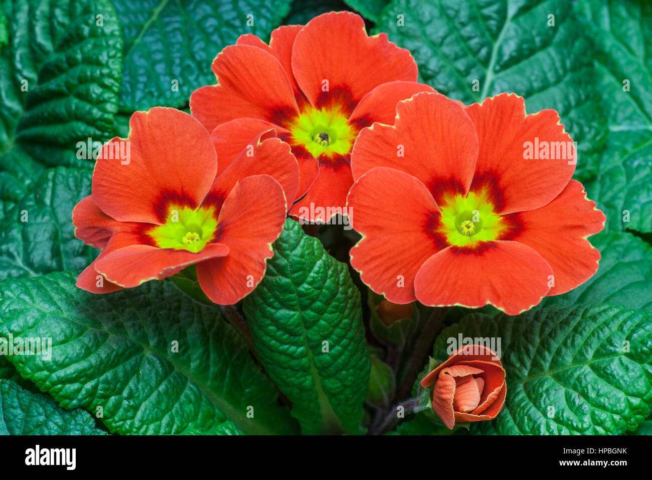 Close up of Primula in orange and yellow Stock Photo - Alamy