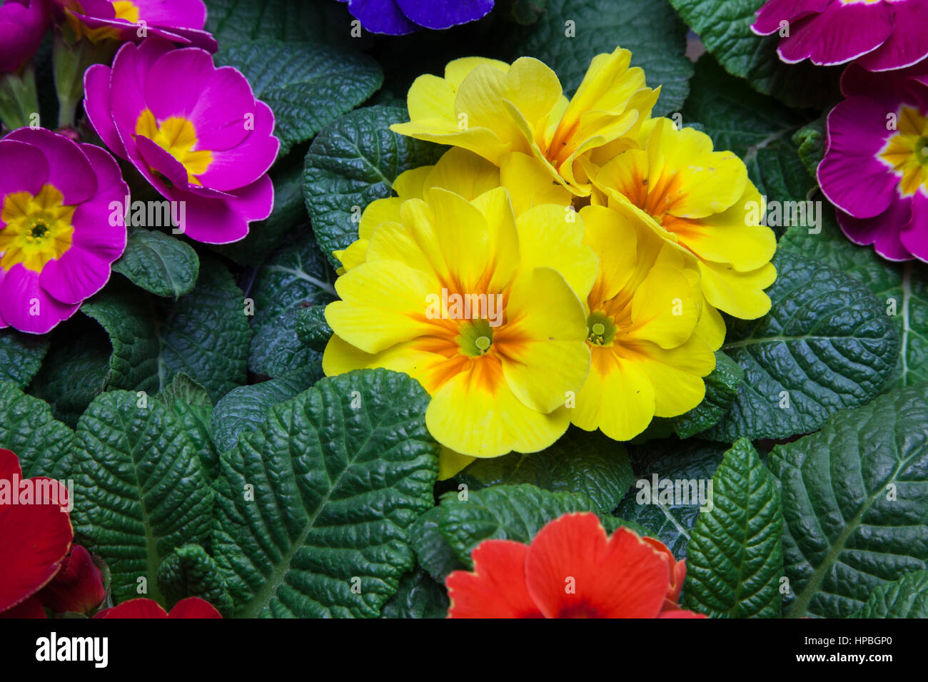 Various vibrant colors hi-res stock photography and images - Alamy