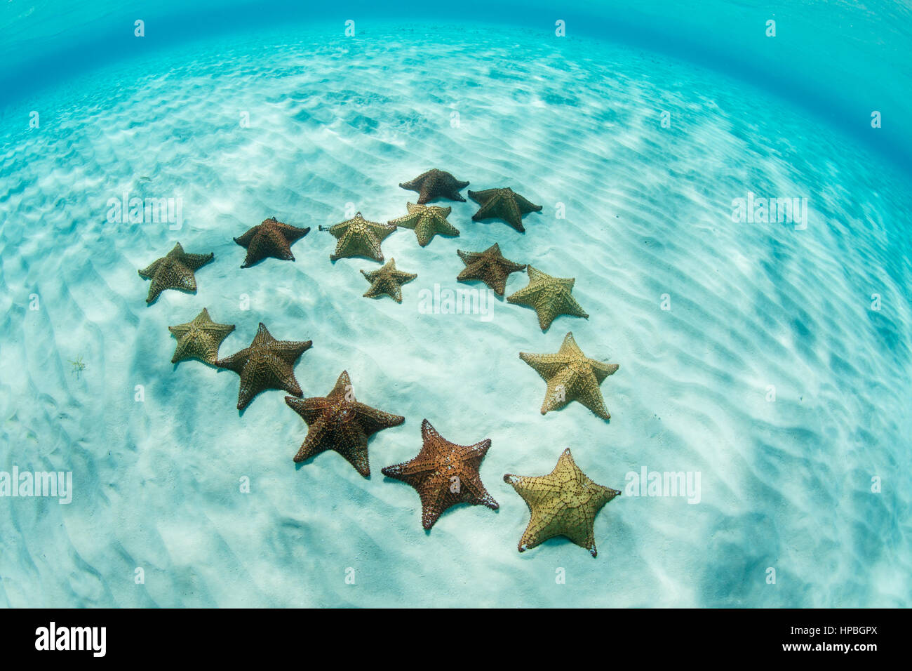 West indian starfish hi-res stock photography and images - Alamy