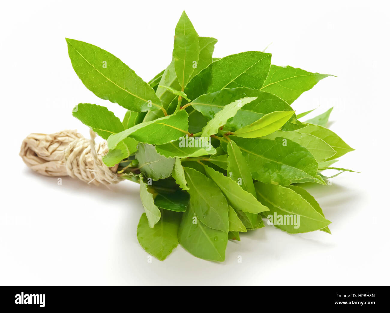 Bunch of laurel leaves hi-res stock photography and images - Alamy