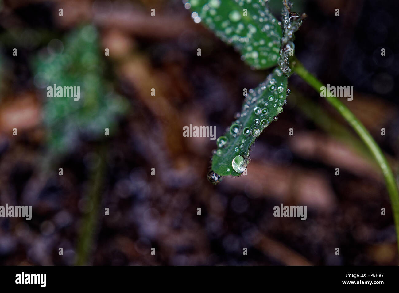 Drop leafs hi-res stock photography and images - Alamy