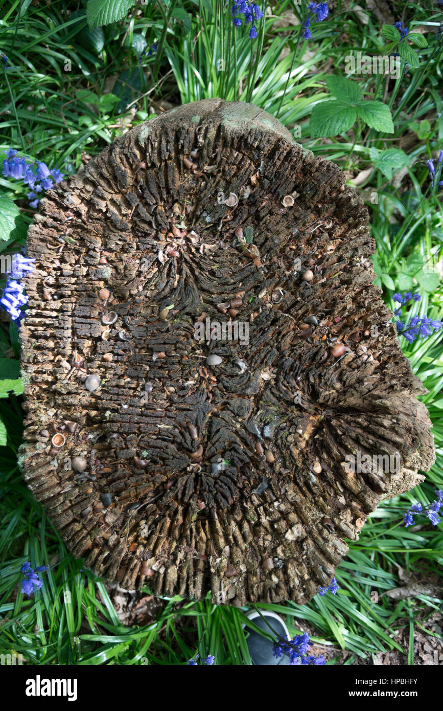 degraded tree stump Stock Photo - Alamy