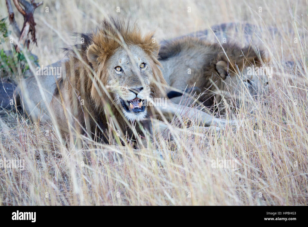 Two young lions lying in the grass hi-res stock photography and images ...