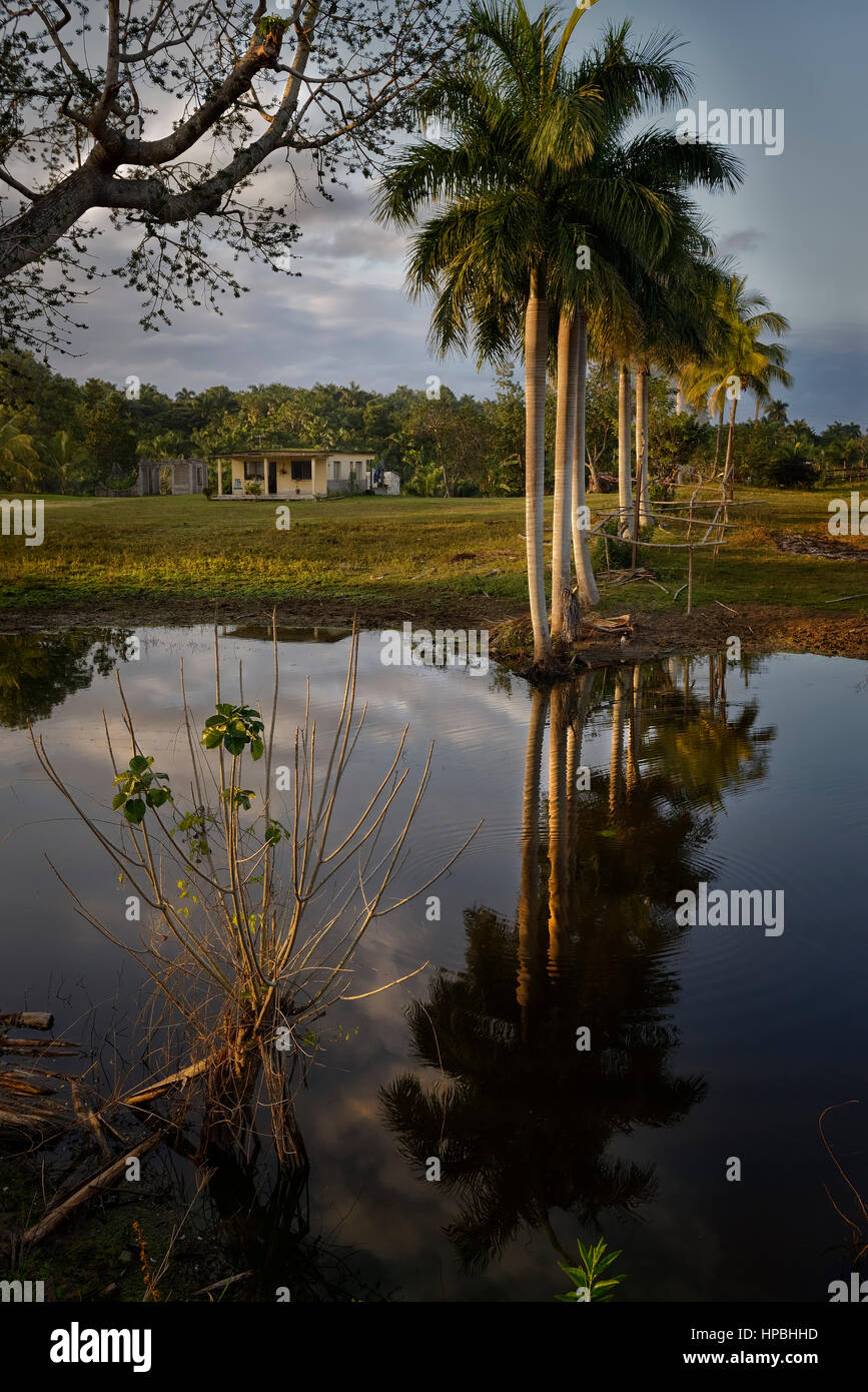 Cuban landscape showing the palm tree Cuba national tree in a pond and ...