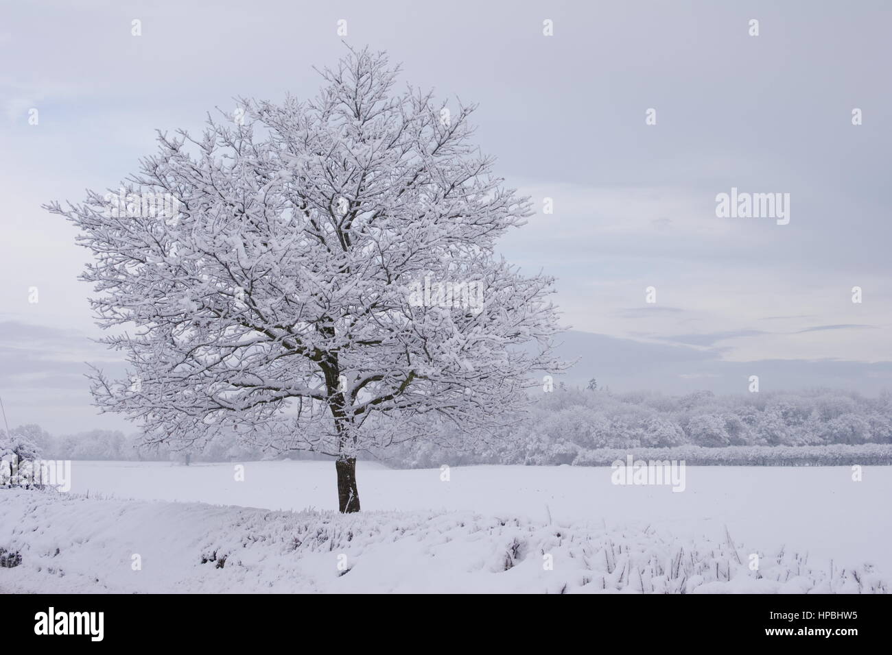 Snow laden tree on country lane Wooton St Lawrence,Hampshire Stock ...