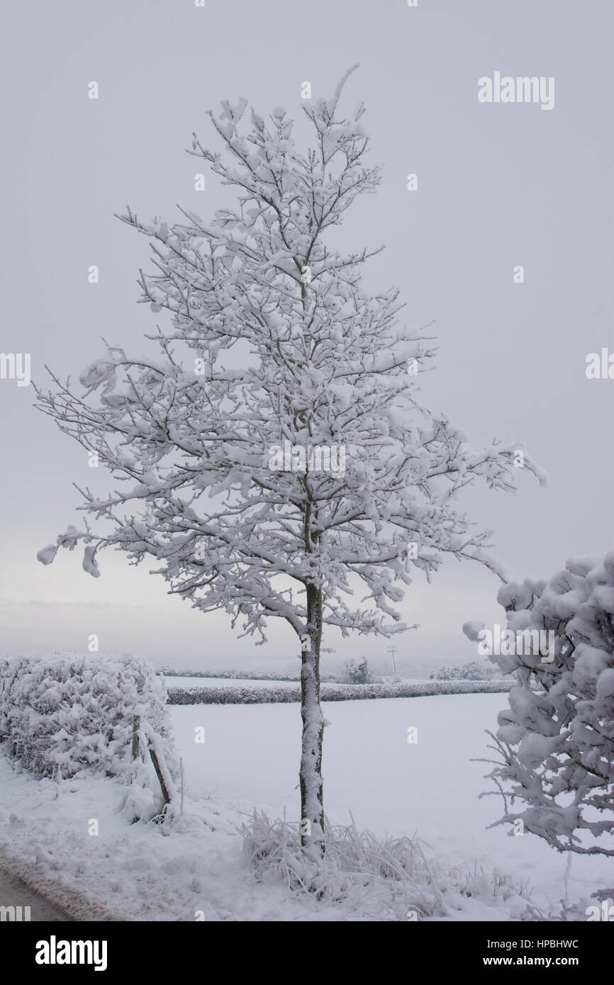 Snow laden trees in snowy landscape,Wooton St Lawrence,Hampshire Stock ...