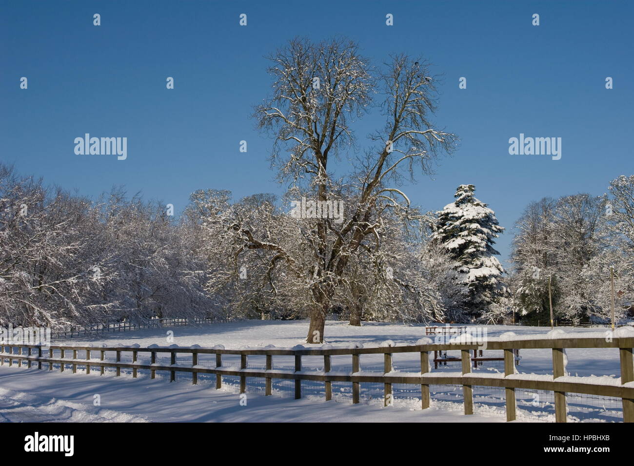 Sunny snow scene tree and ranch style fence,Deane,Hampshire Stock Photo ...