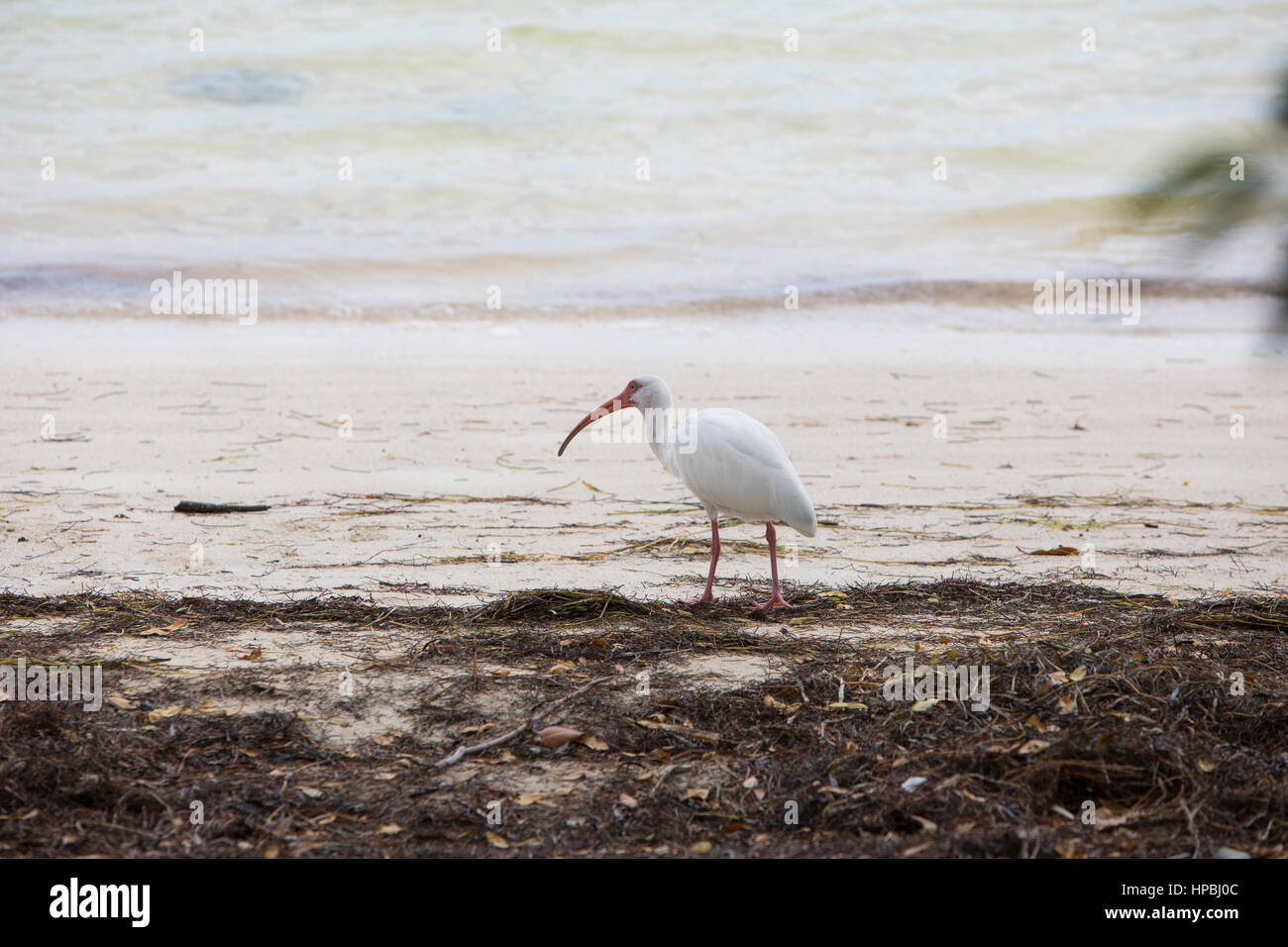 American white ibises shoreline hi-res stock photography and images - Alamy
