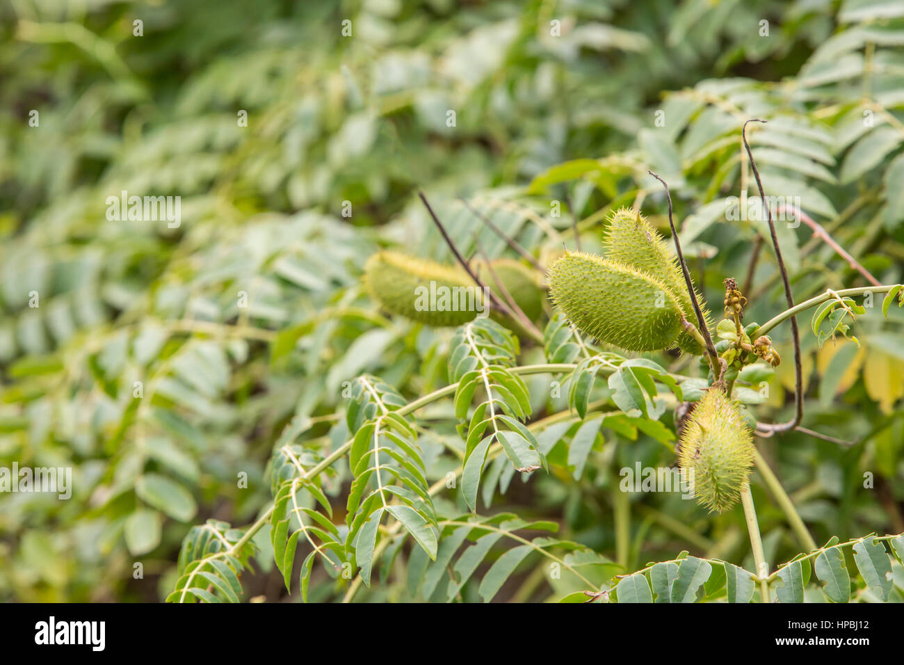 Florida trees with pods Stock Photo - Alamy
